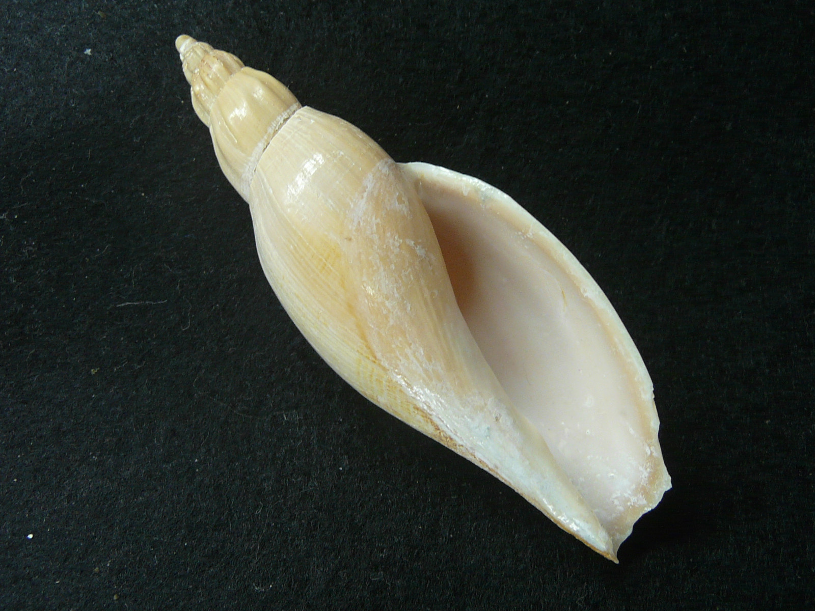 Shellbid競標