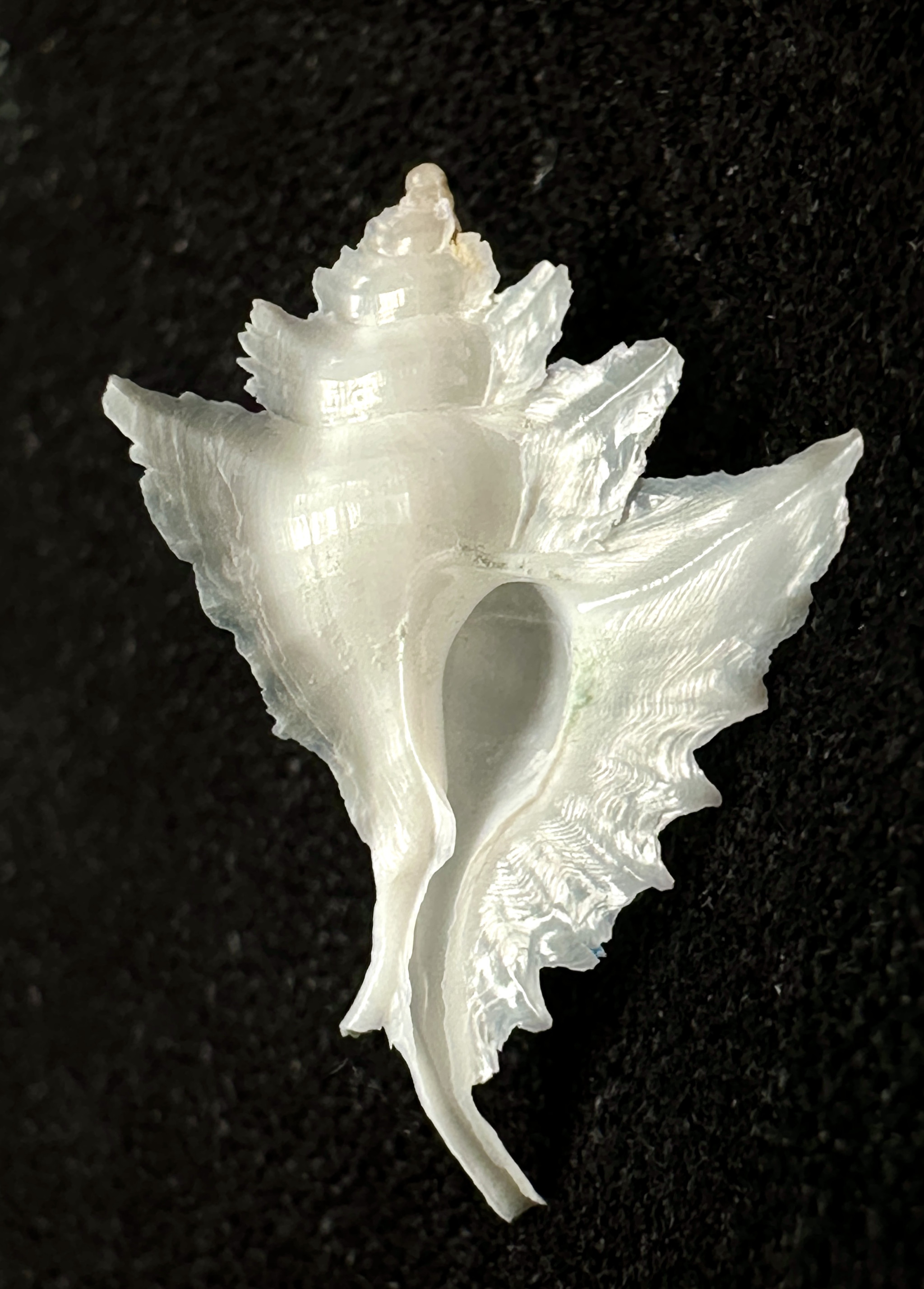 Shellbid競標
