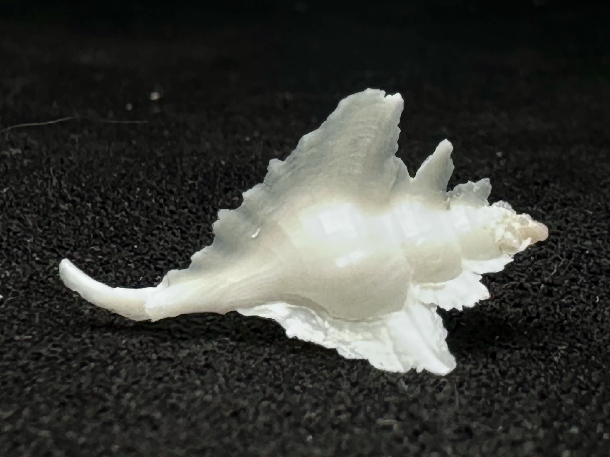 Shellbid競標